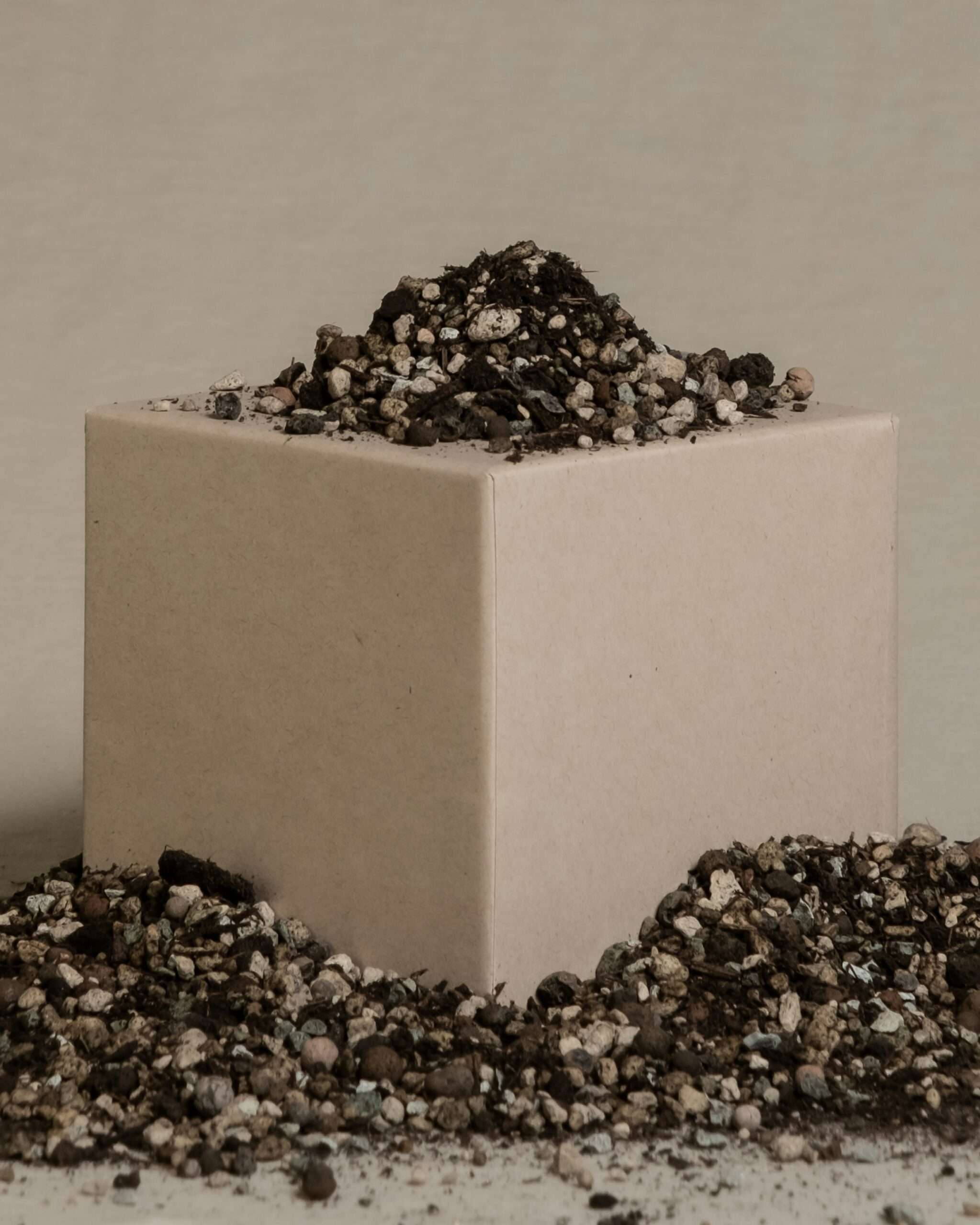 How to Care for Calathea Orbifolia - Thriving Plants