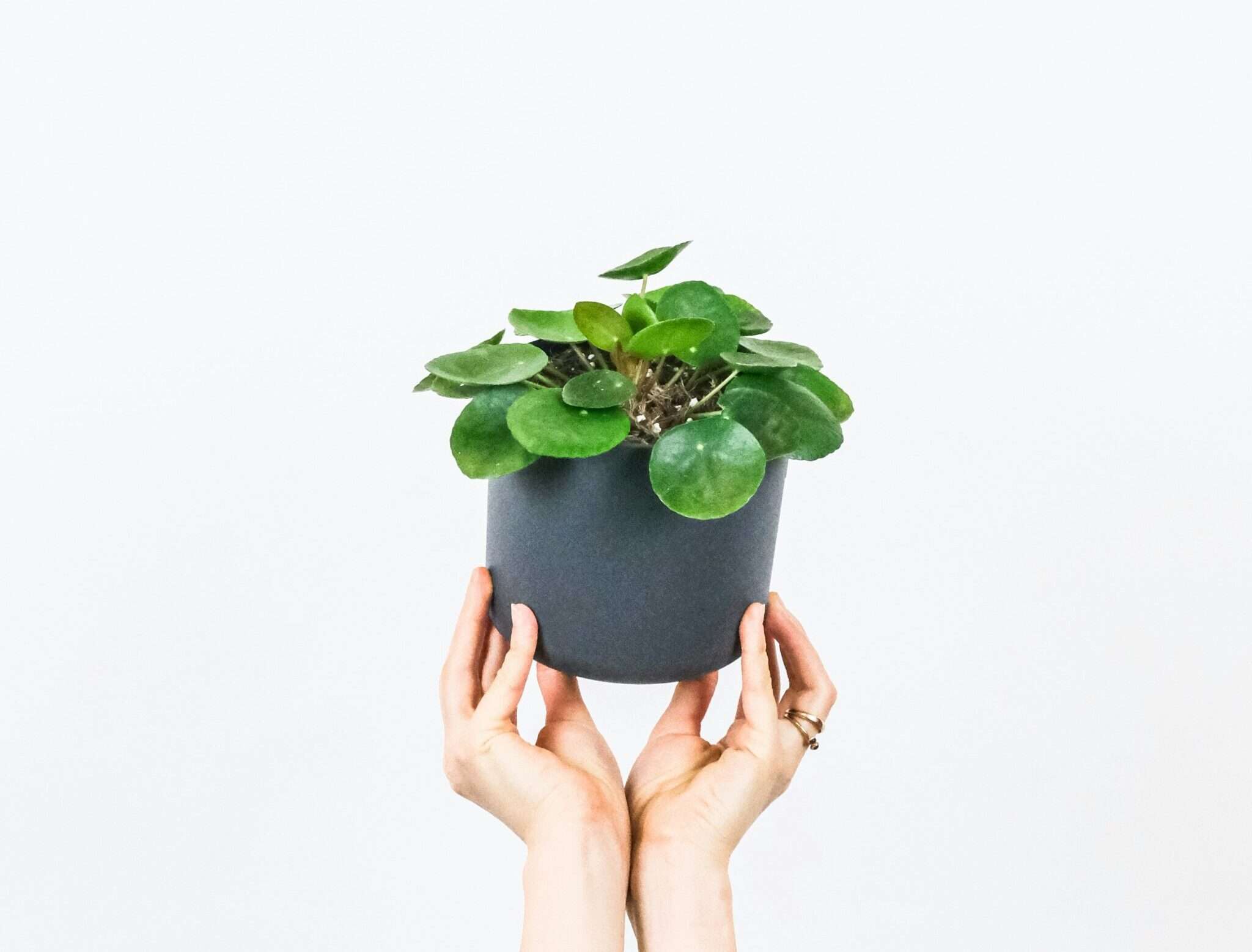 How To Care For Pilea Peperomioides - Thriving Plants