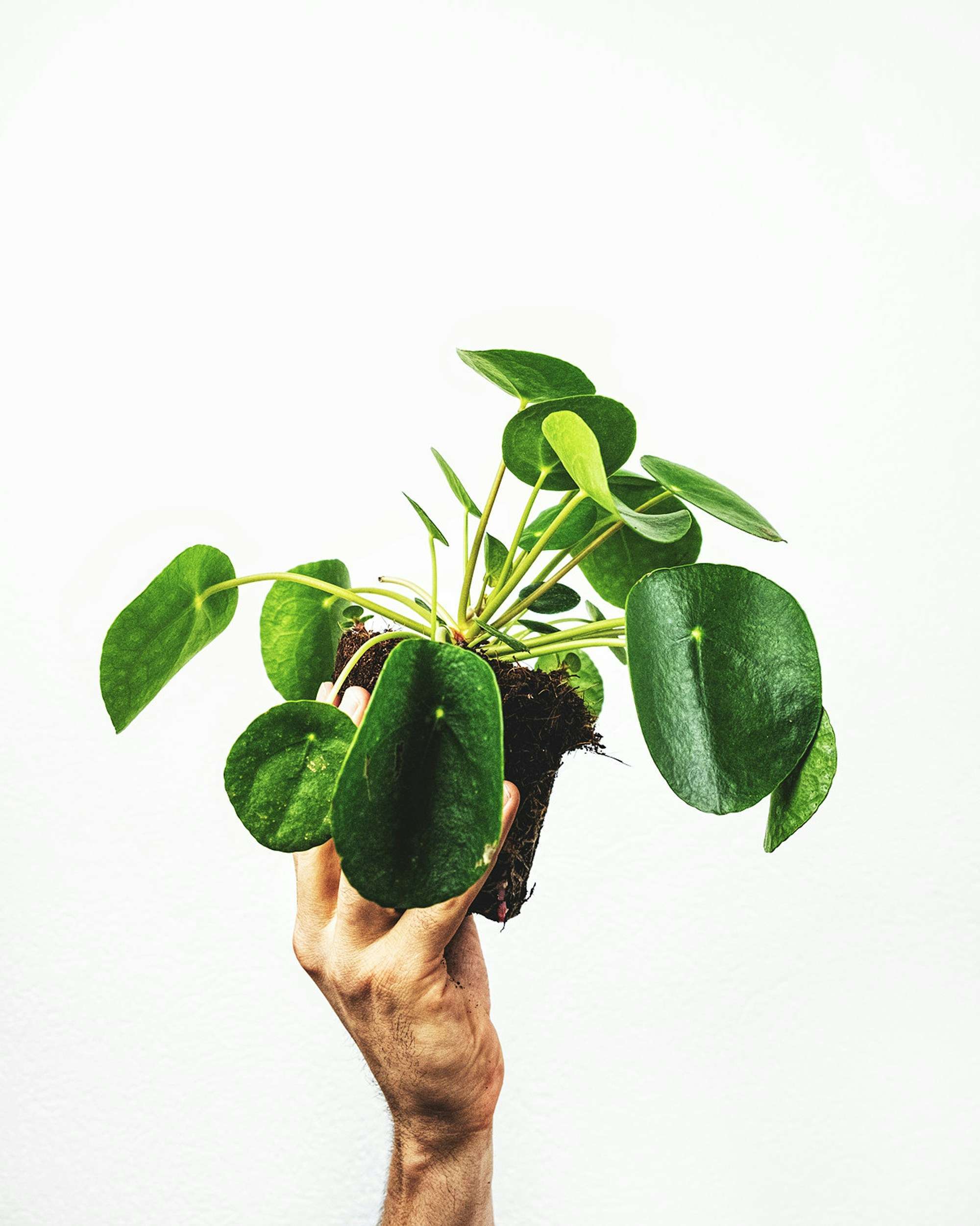 How To Care For Pilea Peperomioides - Thriving Plants