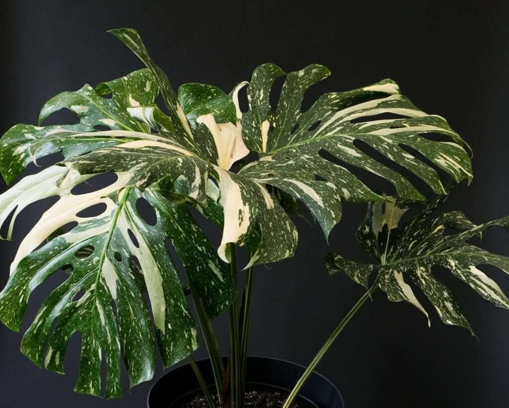 How to Care for Monstera Thai Constellation